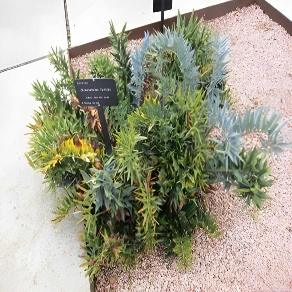 Panduan Tanaman Cycad Premium untuk Landscape Modern