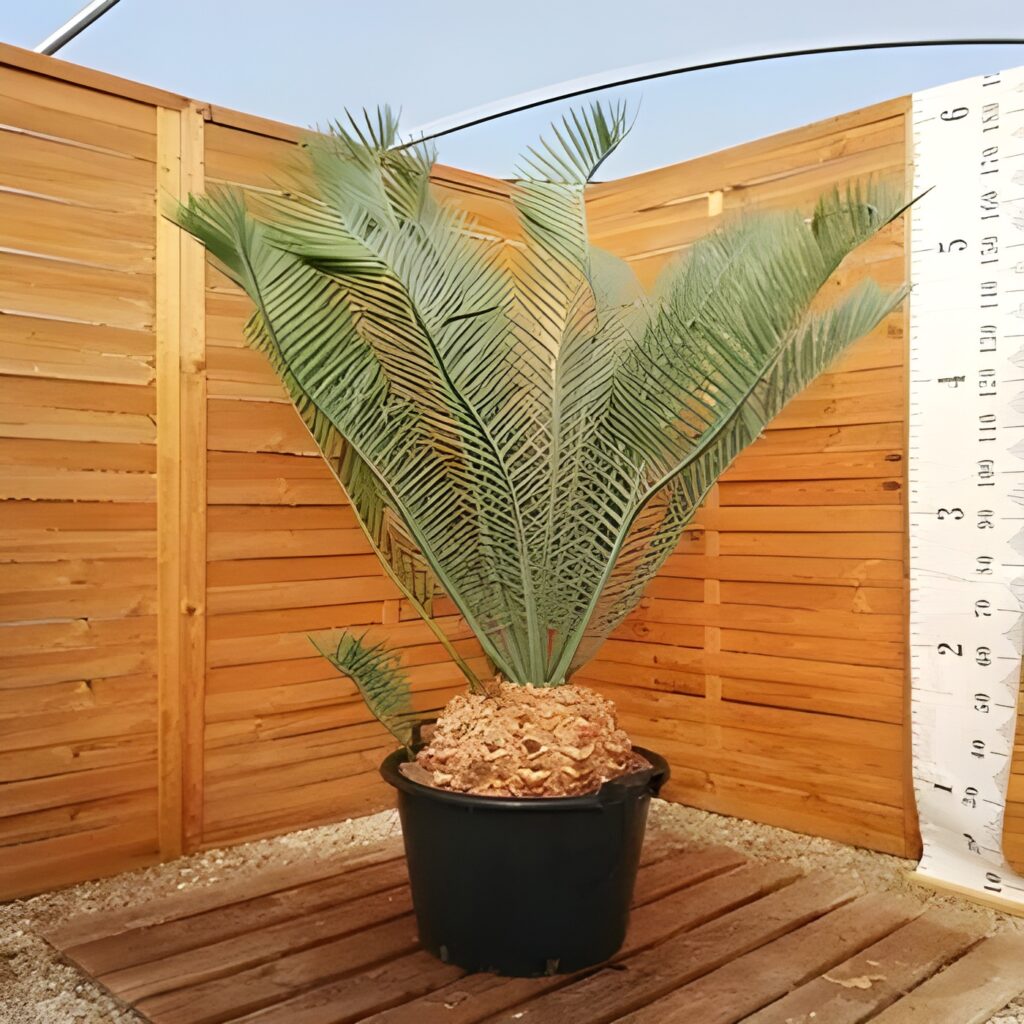 Panduan Tanaman Cycad Premium untuk Landscape Modern