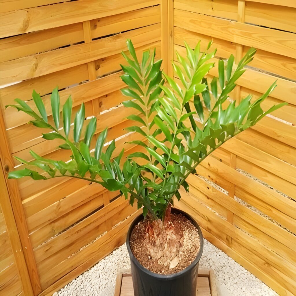 Panduan Tanaman Cycad Premium untuk Landscape Modern