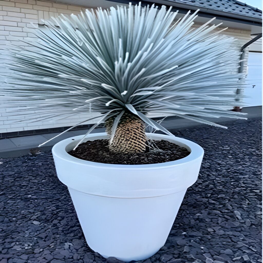 Panduan Tanaman Cycad Premium untuk Landscape Modern